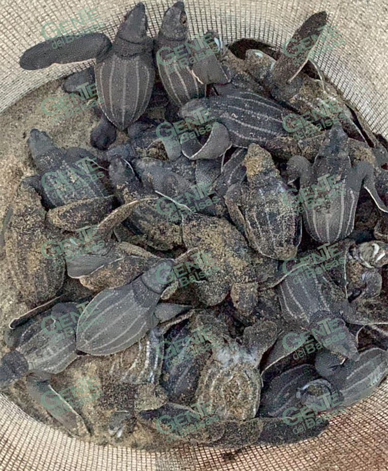 Liberan primeras crías de Laúd en campamento de El Habillal | Gente del ...